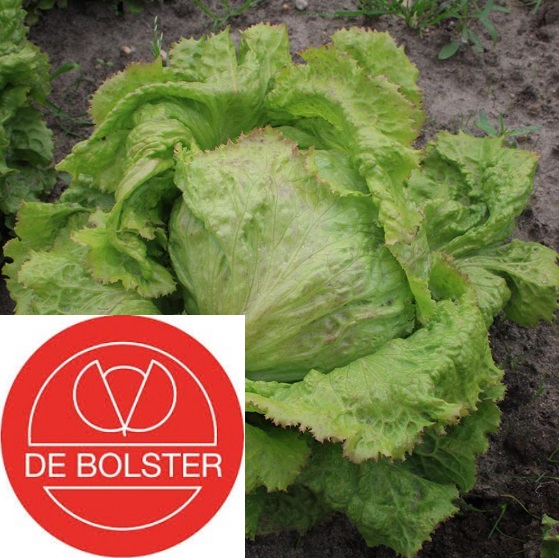 Biologische ijsbergsla Zaden 'Grazer Grauthäuptel 2' - Méér Dan 180 ...